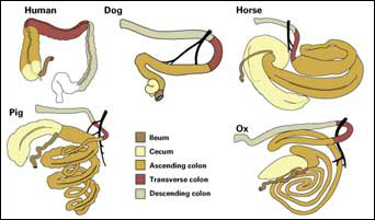 The Biologian: Human Diet Hints from Evolution