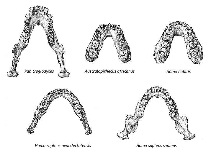 The Biologian: Human Diet Hints from Evolution