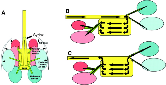 The Biologian: Avian Lungs Adaptation - Bewildering Breathers