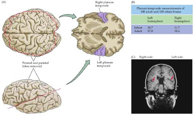 The Biologian: The Pinnacle (and Nadir) of Evolution - Asymmetry