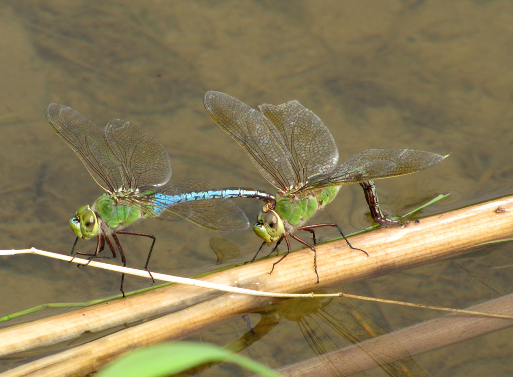 North Shore Nature: The invasion of the Common Green Darner