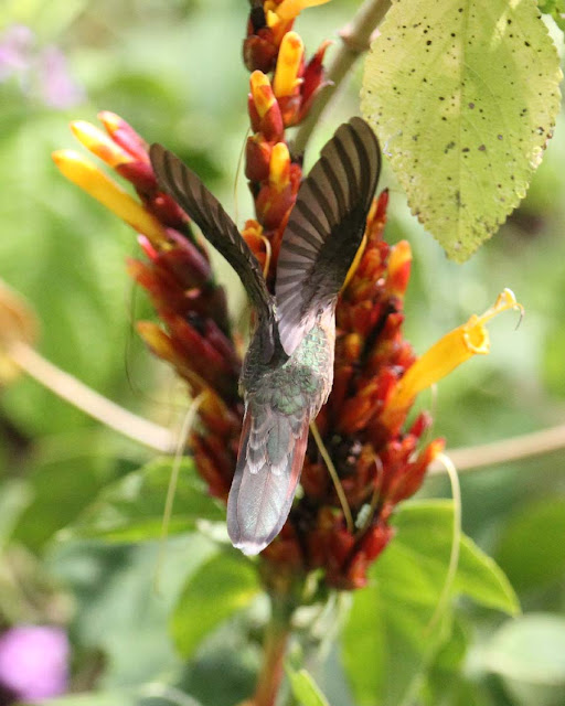 Simon and Karen Spavin: Tufted Coquette Hummingbird