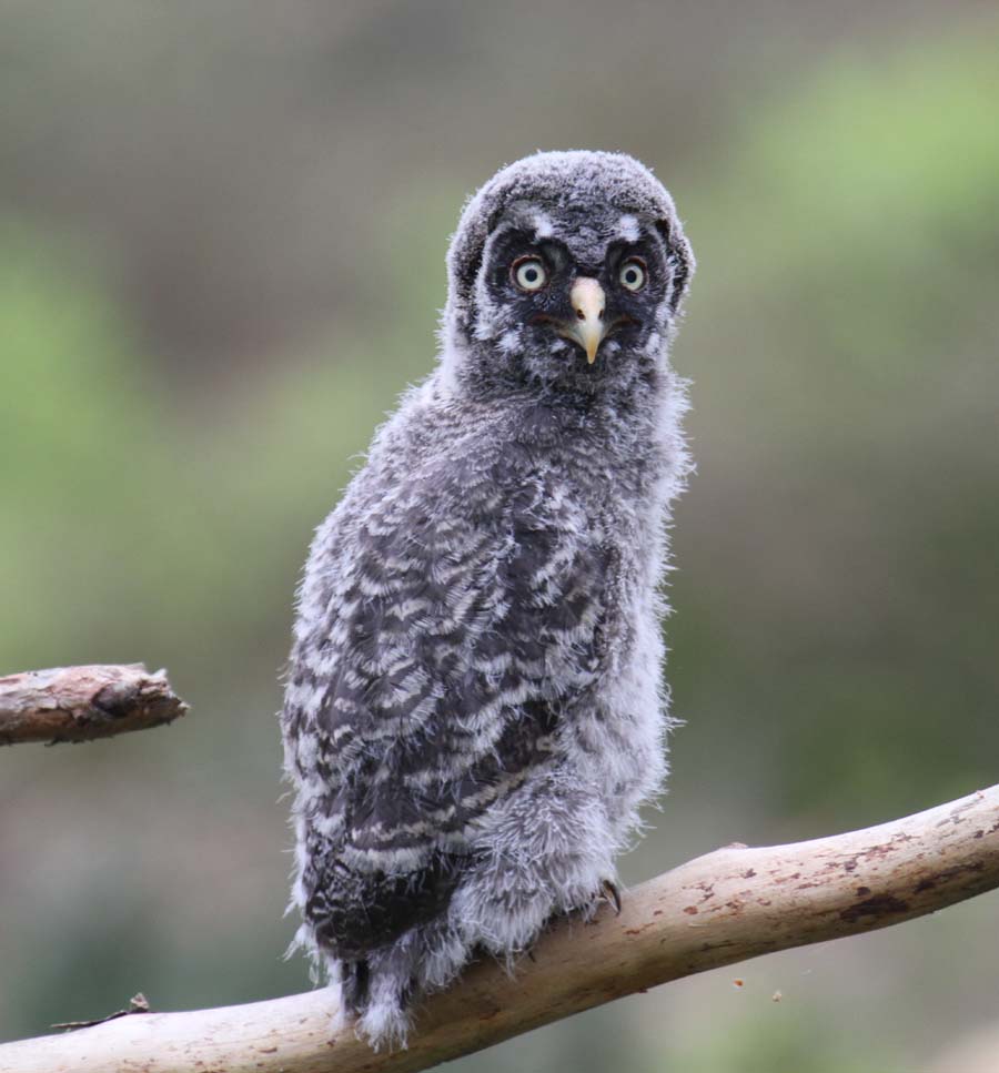 Simon and Karen Spavin: Great Grey Owl chicks
