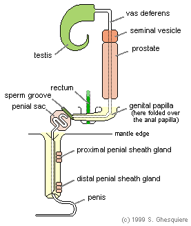 Biology Fantasia: Snails' Sexual affair by [Pearlyn Chua 4e1 /2010]