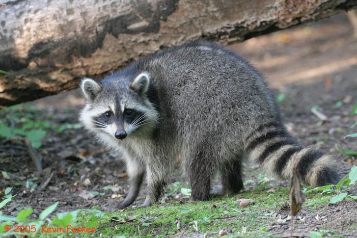 VIVIENDO ISEPHANIM: UNA NUEVA ESPECIE INVASORA: EL MAPACHE EN MADRID