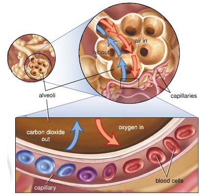 The Lungs: The Alveoli