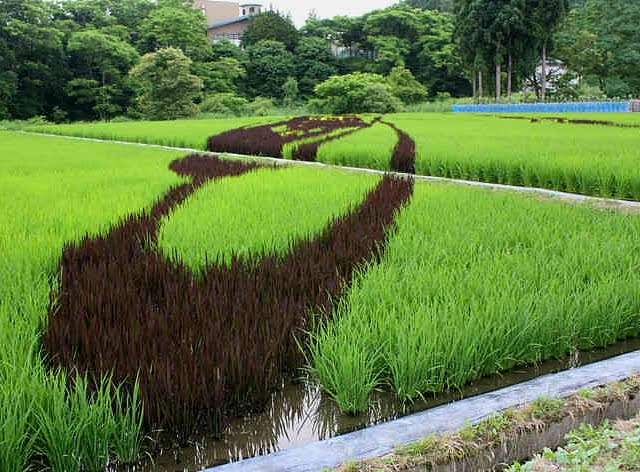 Fresh Pics: Japanese Rice Paddy Art 2010