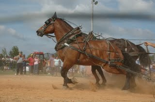Leahaven: The Mule Pull at Ider's Mule Days