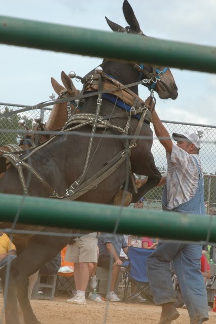 Leahaven: The Mule Pull at Ider's Mule Days