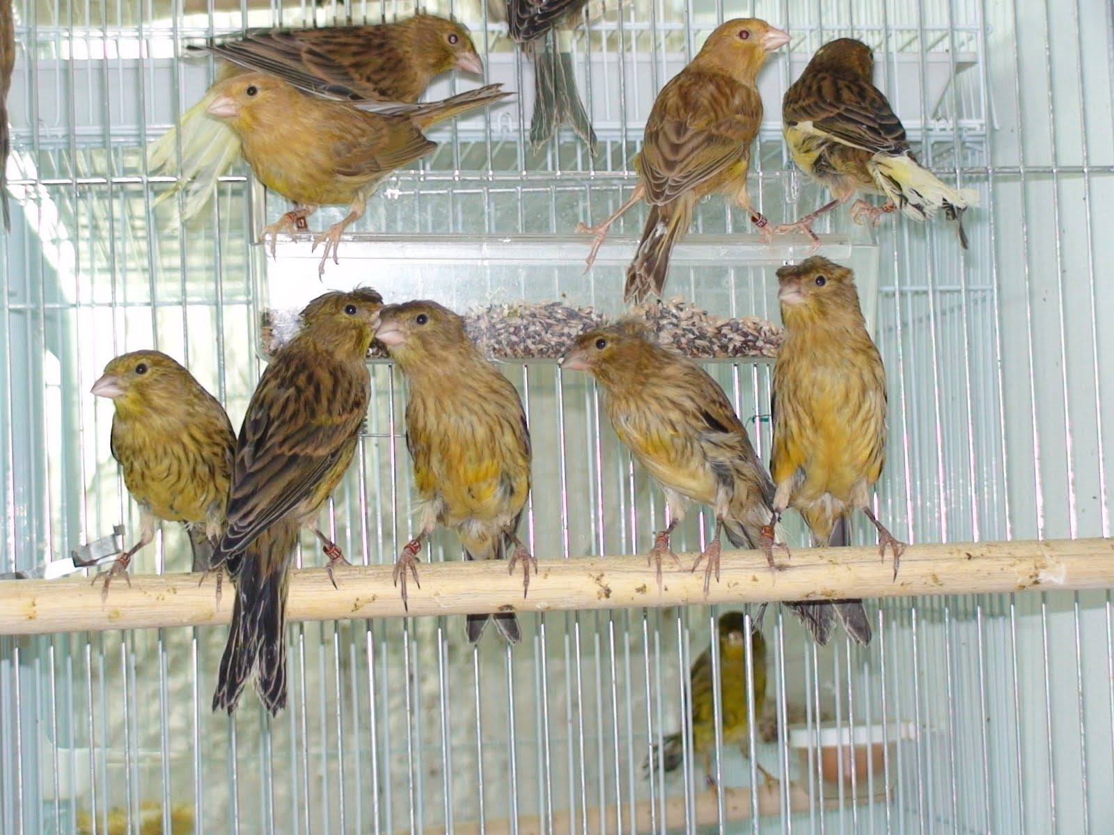 Timbrado - Timbrados: Timbrados - Υλικό 2010