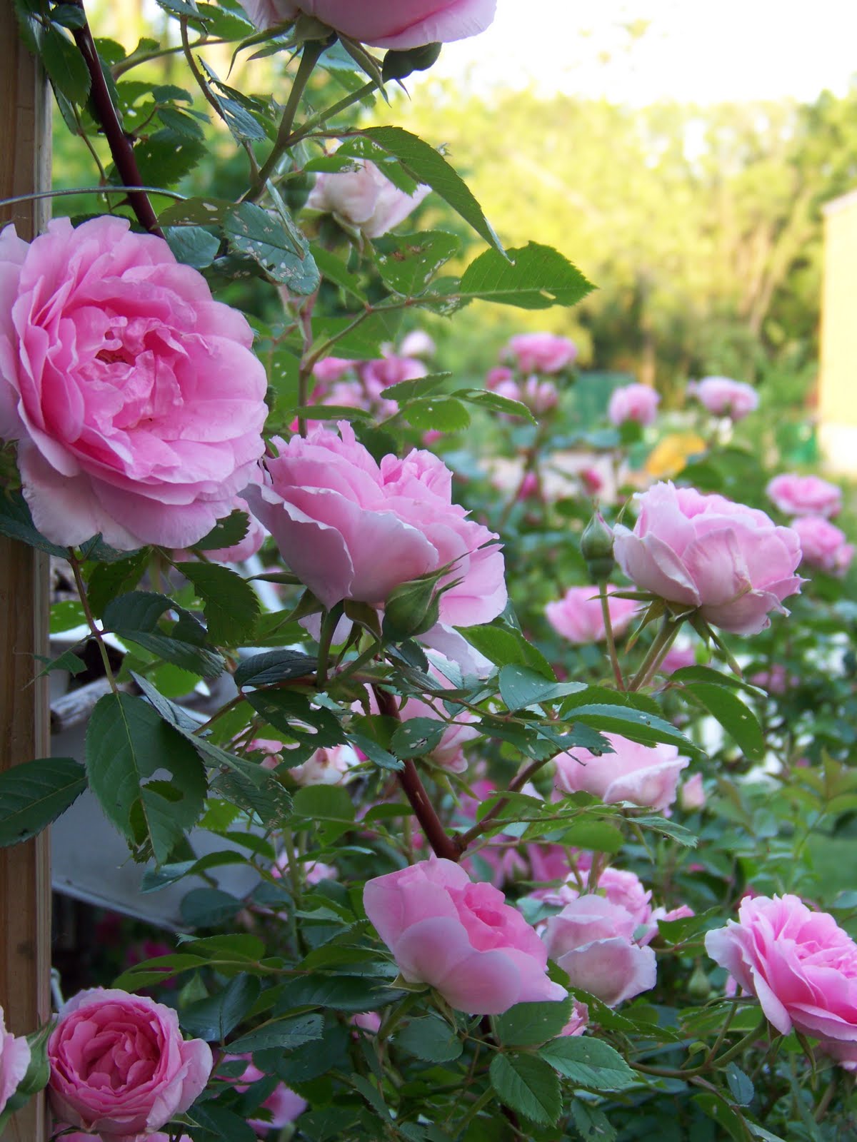 I Love My Garden: Ah, Roses.