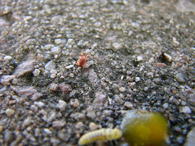 Soudain s’envolent les oiseaux...: A force de montrer son trombidion à ...