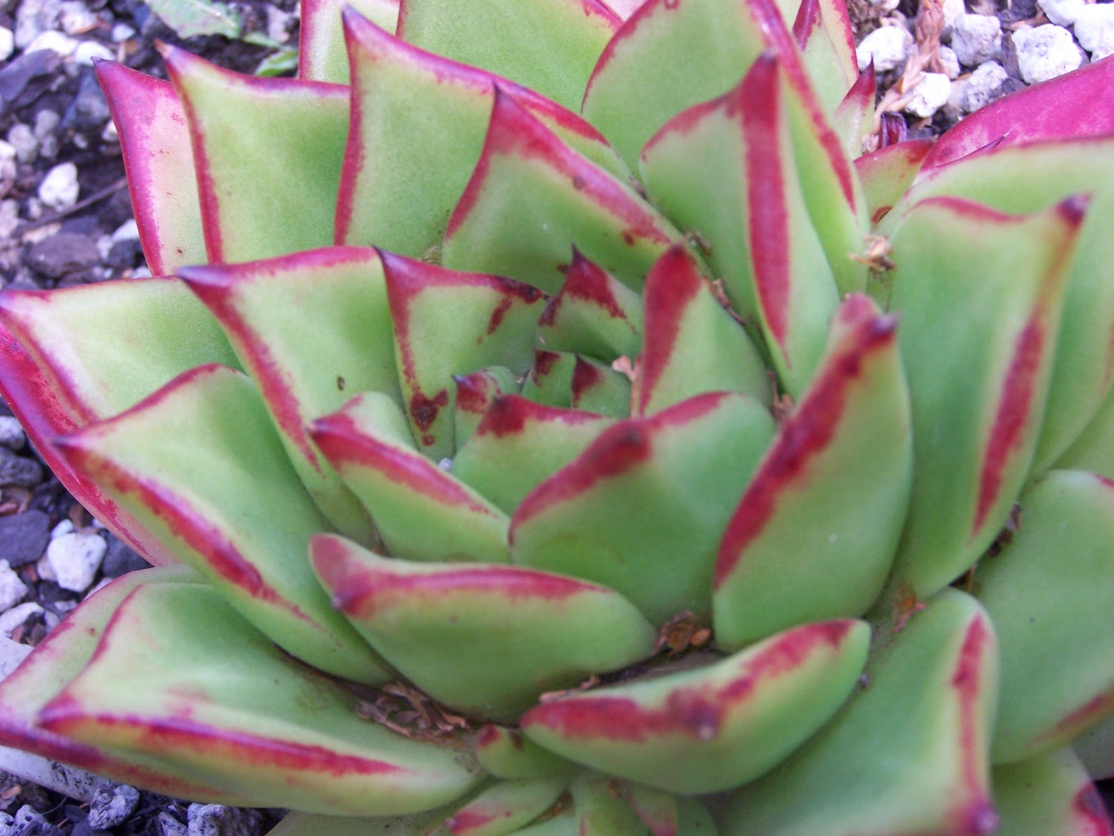 Oregon Cactus Blog: Echeveria agavoides 'Red Edge'