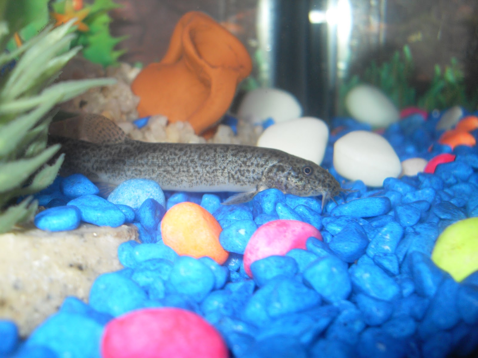 Acua Fría: Locha Dojo