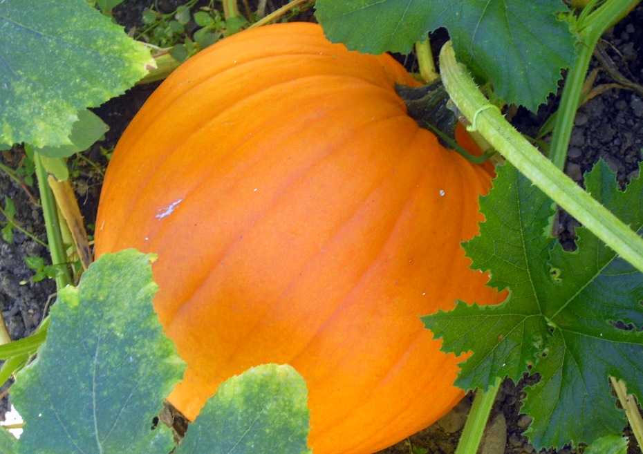 Acua Fría: La Calabaza
