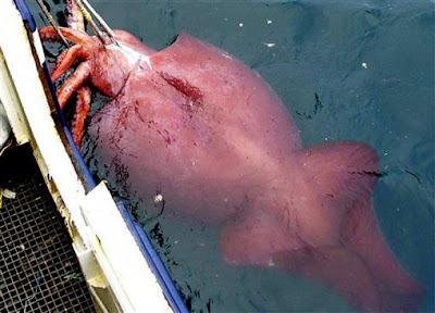 Calamar Gigante: Morfologia y anatomia