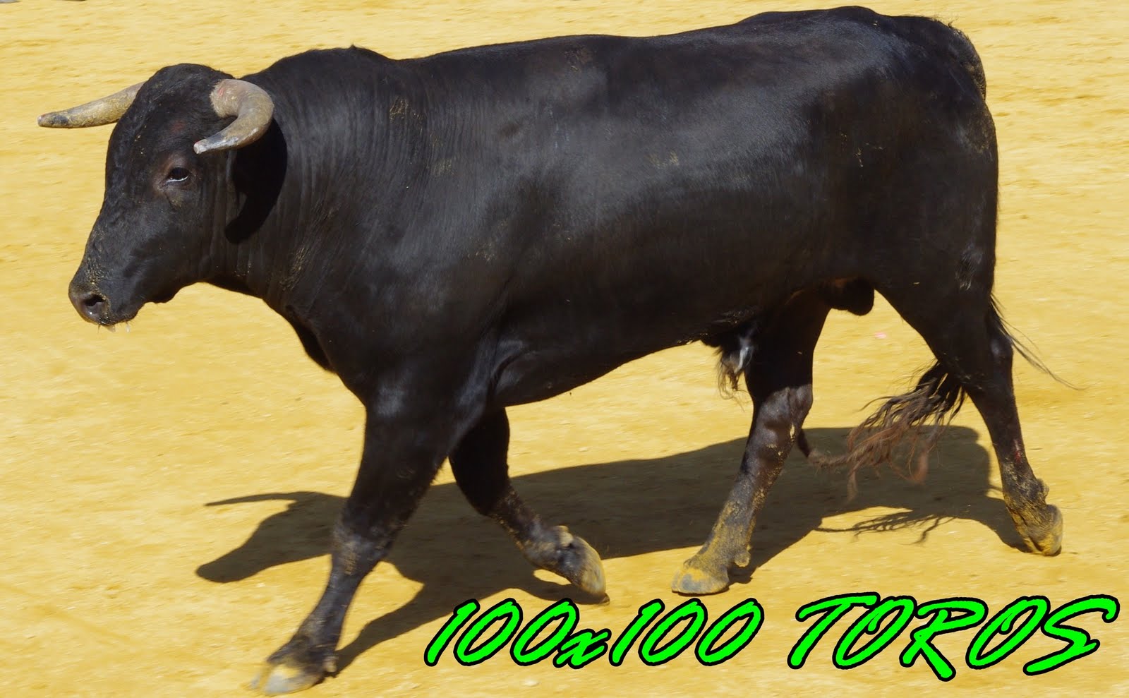 100x100 Toros: 1º Encierro de Torrejon de Ardoz 2010