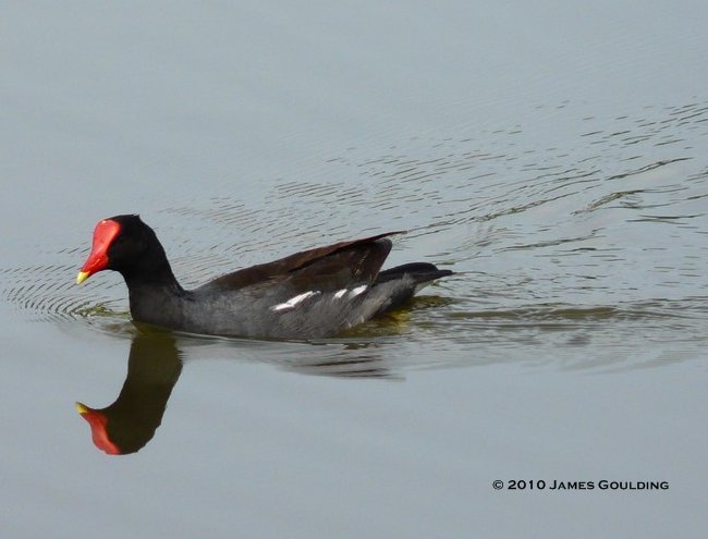 The Fotografer's Album: Red-Billed Duck