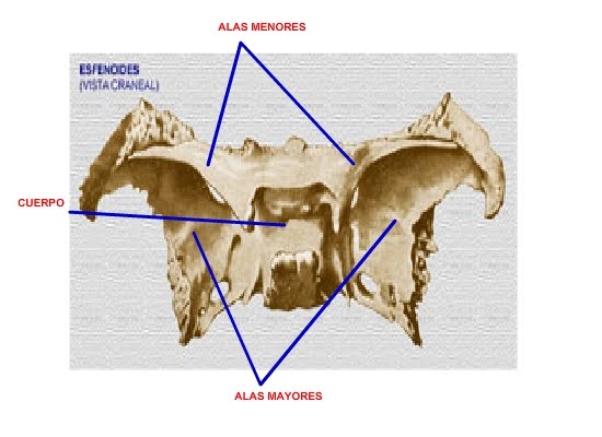 KarlaStar: Hueso Esfenoides
