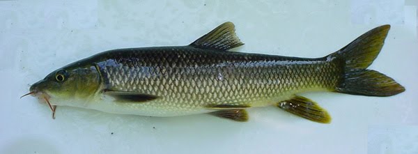 Bugasfreeblog: BARBO / BARBO COMUM