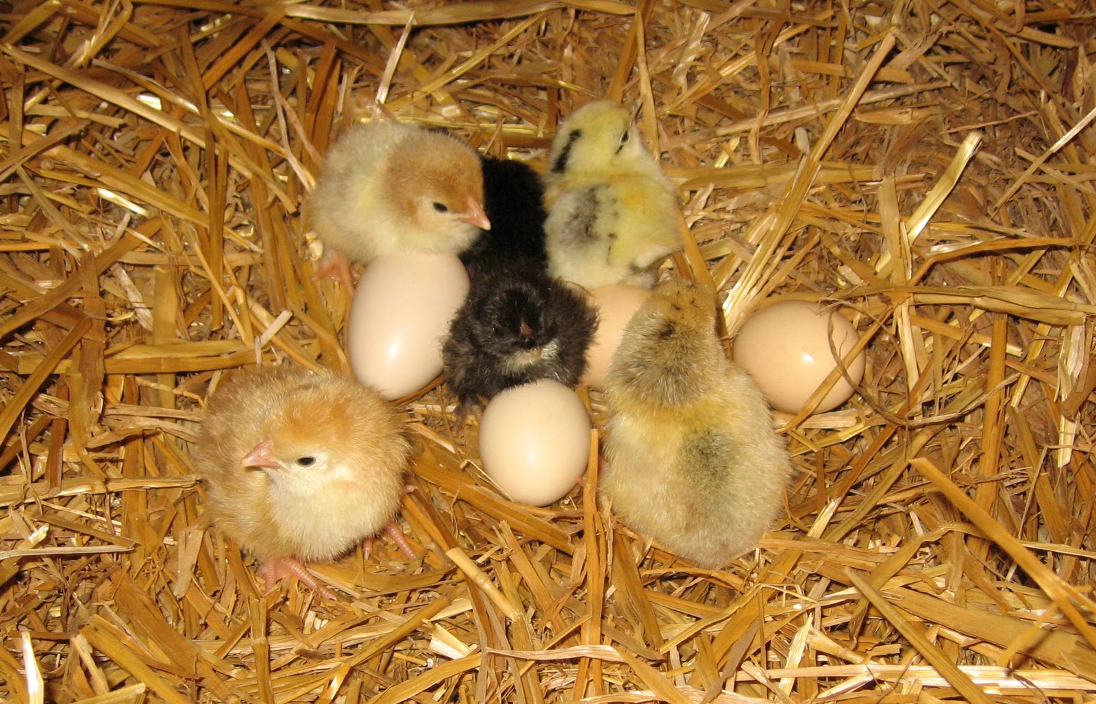 Pollitos tiernos imagenes - Imagui