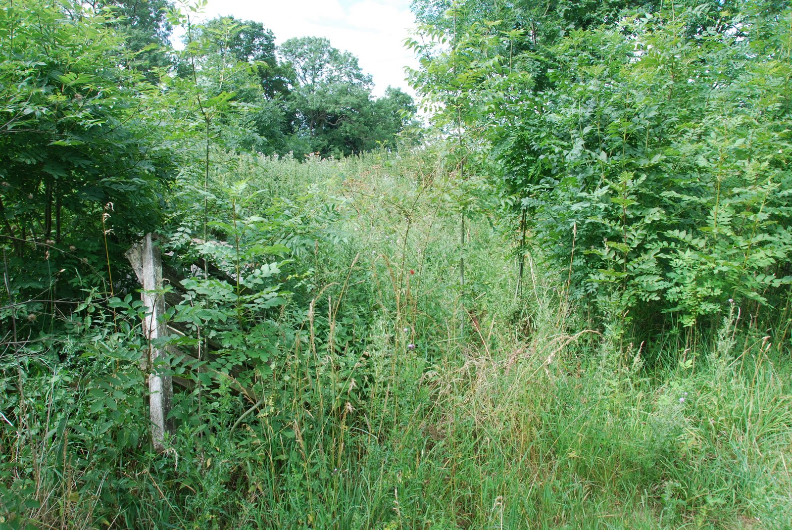 Scrubditch Care Farm : New Beginnings!