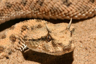 Tiere: żmija rogata