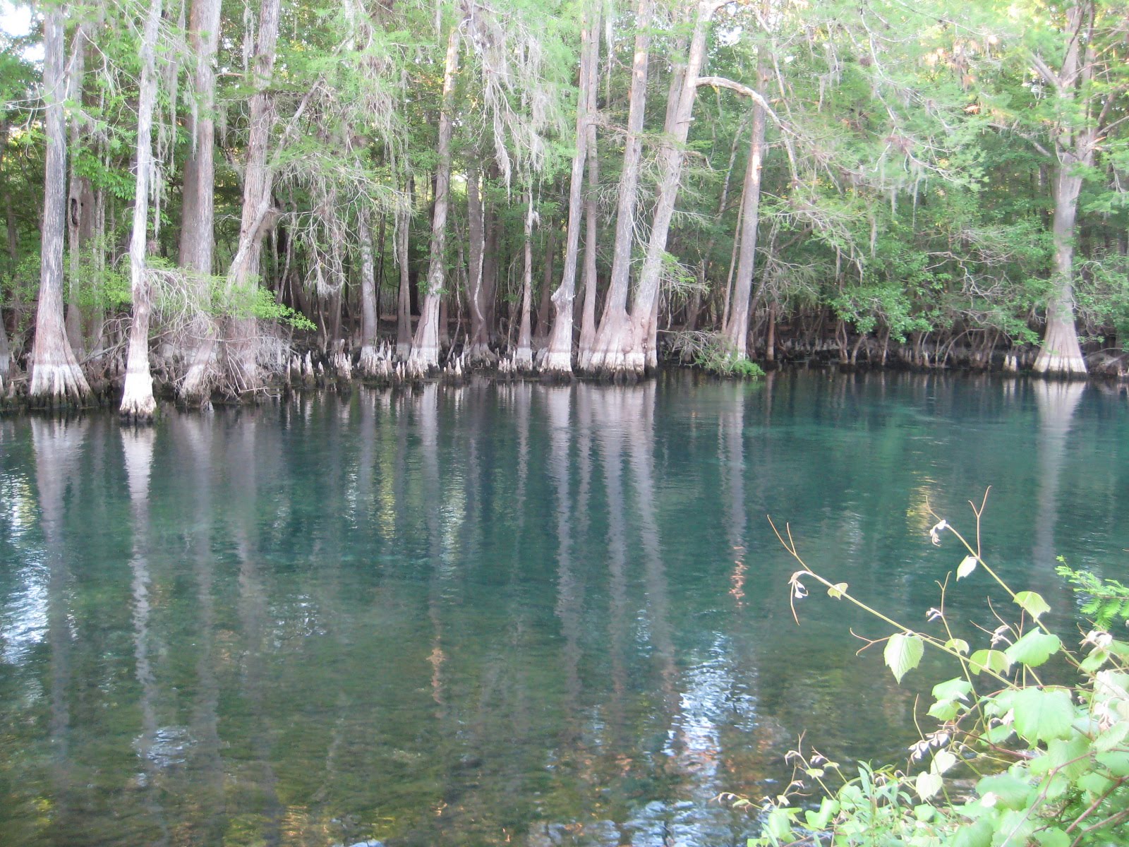 Bill and Laurie's Big Adventure: Manatee Springs State Park, Florida ...