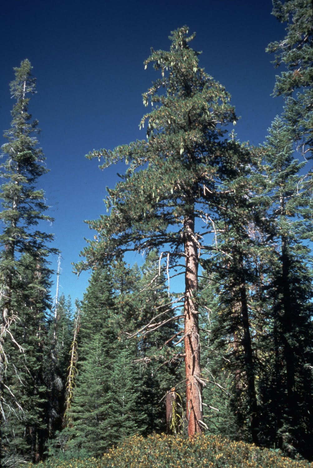 rob's thoughtful spot: fifty trees:: part one