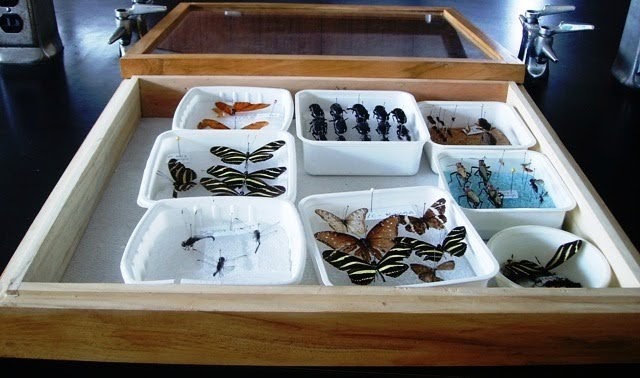 Sistematica de Insectos (FAUSAC): Colección y cajas entomológicas