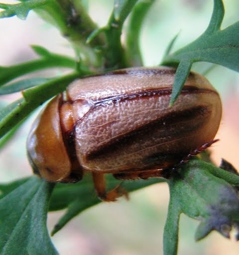 Insectos de los Bosques Nubosos de Alta Verapaz: Lluvia de escarabajos ...