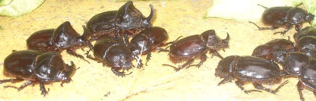 Insectos de los Bosques Nubosos de Alta Verapaz: Lluvia de escarabajos ...