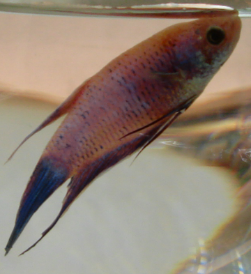 Fishdoctor: Velvet Disease