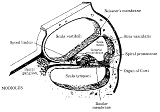 cerebral vortex: The Mystery of the Cochlear Frequency Tuning Curve