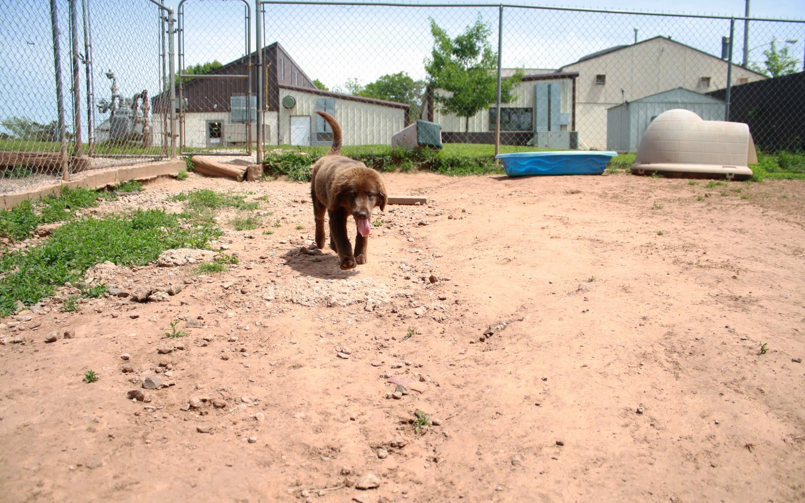 OSU Photojournalism: The People and Animals of Stillwater Animal Shelter