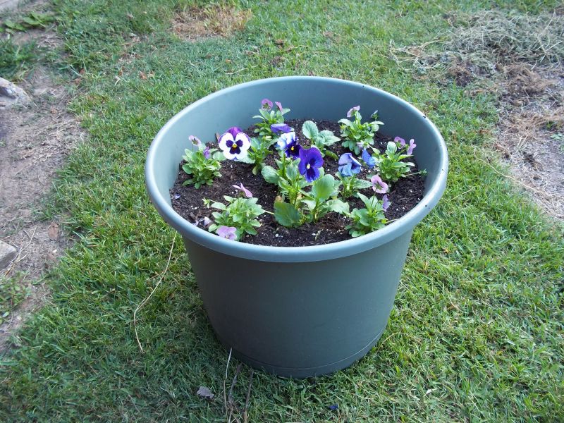 Davy's Louisiana Gardening Blog: Being a Pansy