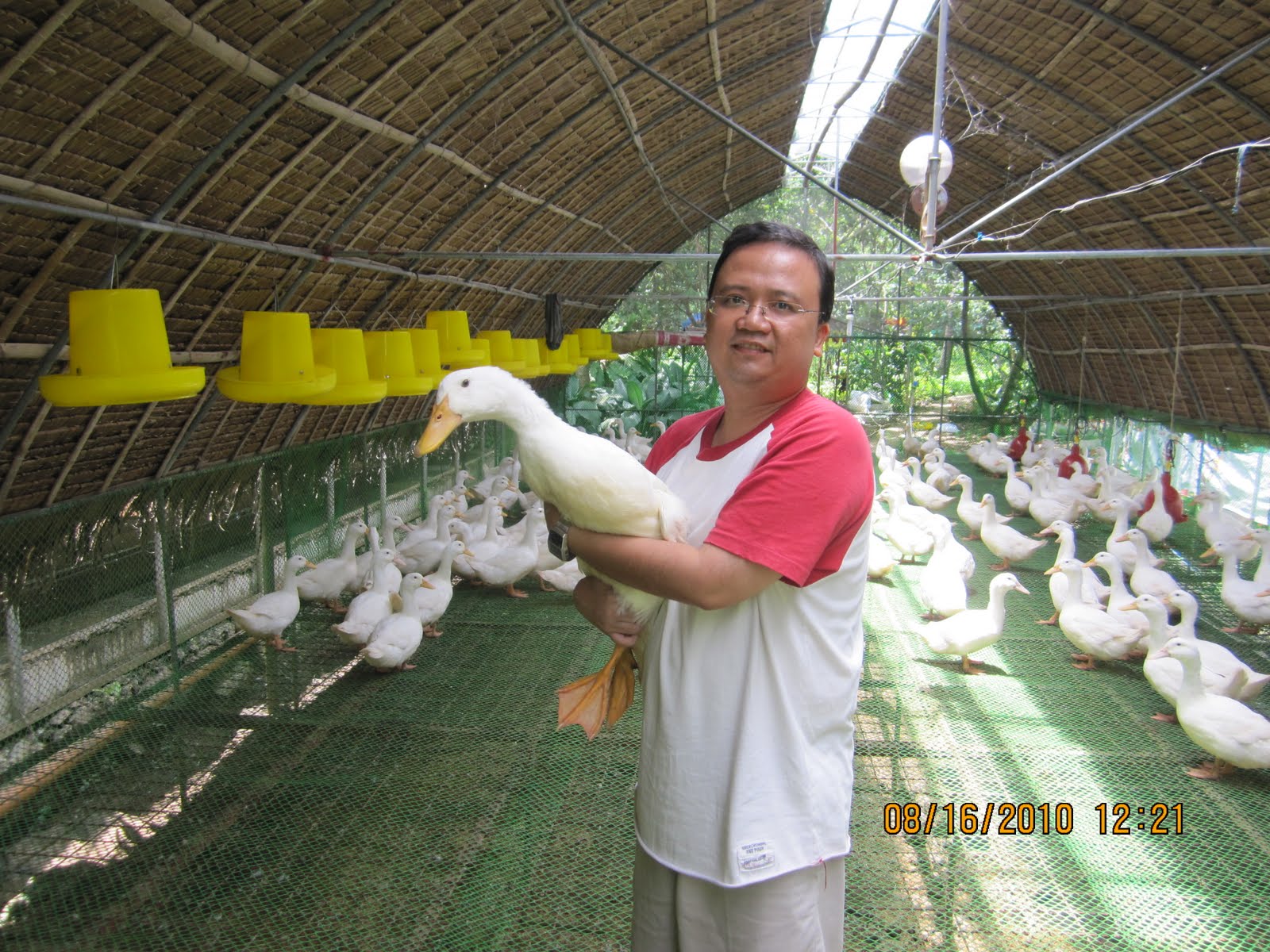Superior Genetics!: Peking duck breeders at 66 days