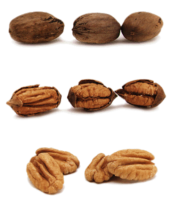 Pecan Farming in South Africa