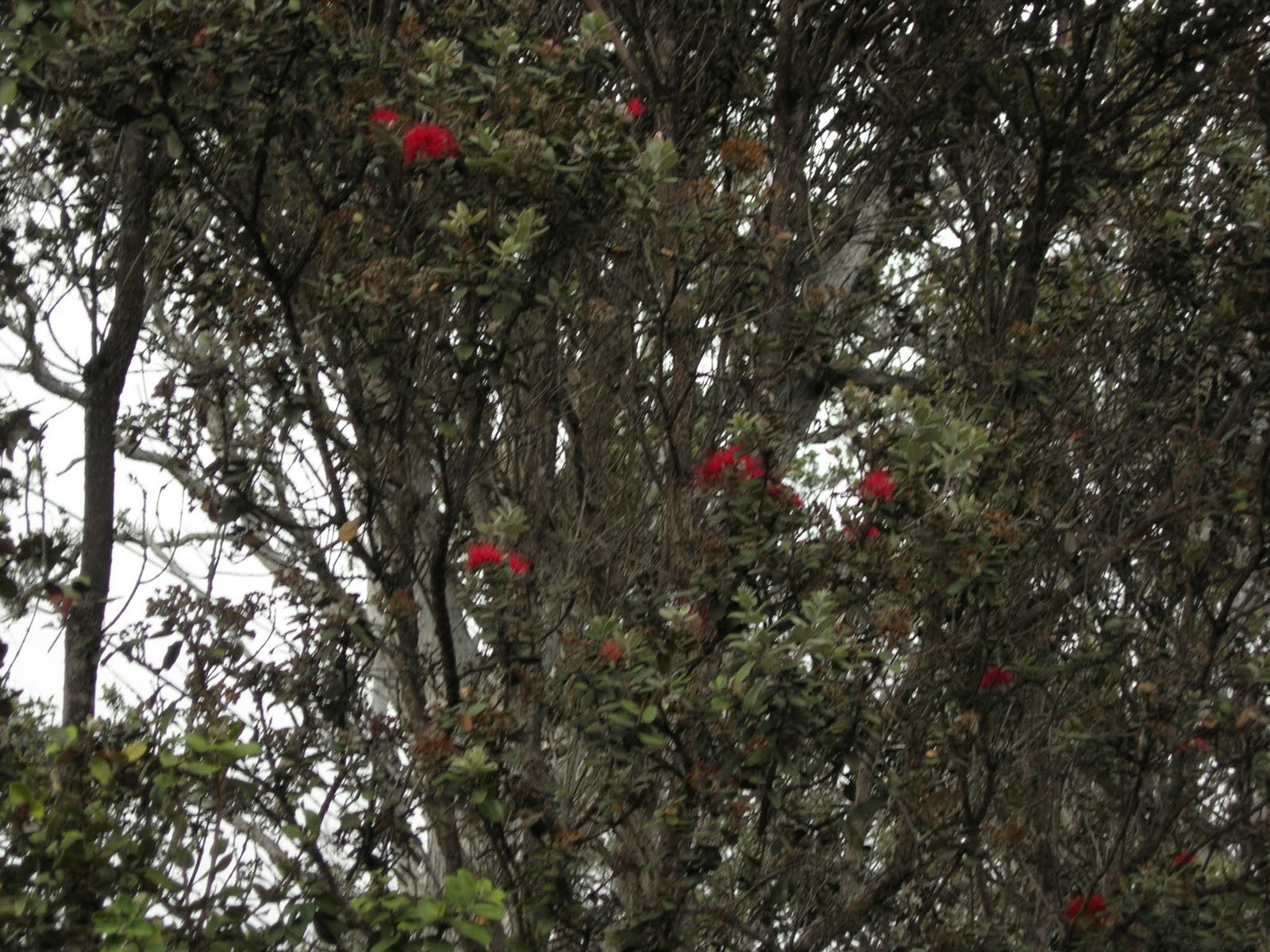 The Amazing Big Island of Hawaii: The Ohias are Blooming!