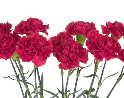 hampton hostess: CONSIDER CARNATIONS