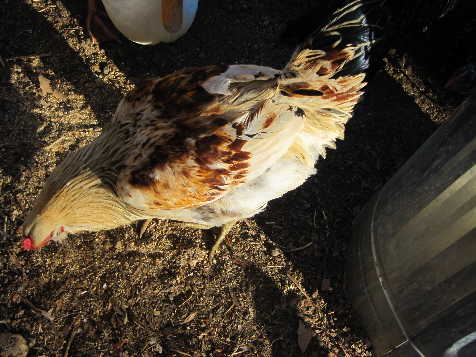 Goat Hollow Garden: Goodbye Chunky Chick