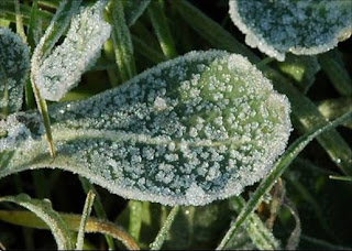 Heladas y Cultivos: ¿Qué es una Helada?