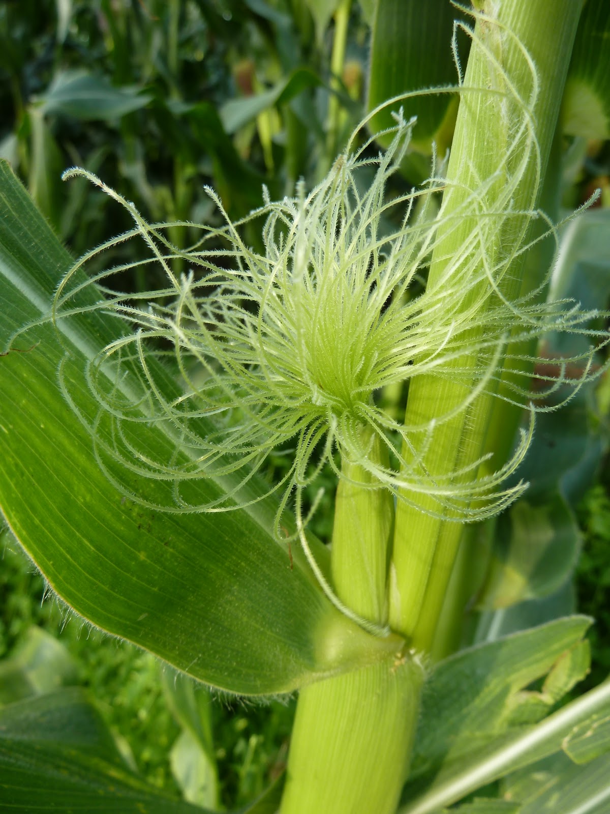 The Rainforest Fund Project: Zea mays - Maize (Corn)