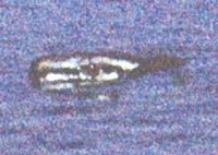 Welcome to Underdogs Anonymous, a Cryptid Blog!: South Bay Bessie