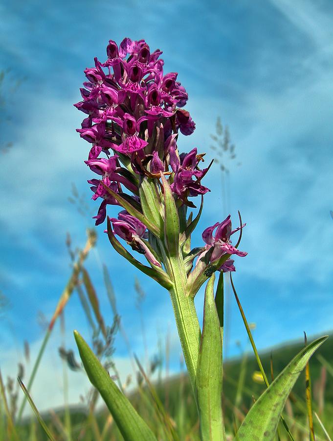 Benderloch, Argyll, Scotland: June orchids