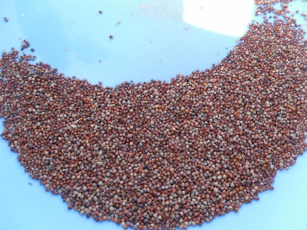 Farm, yeah: ragi crop - experiences