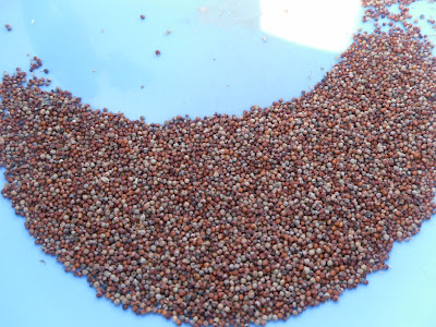 Farm, yeah: ragi crop - experiences