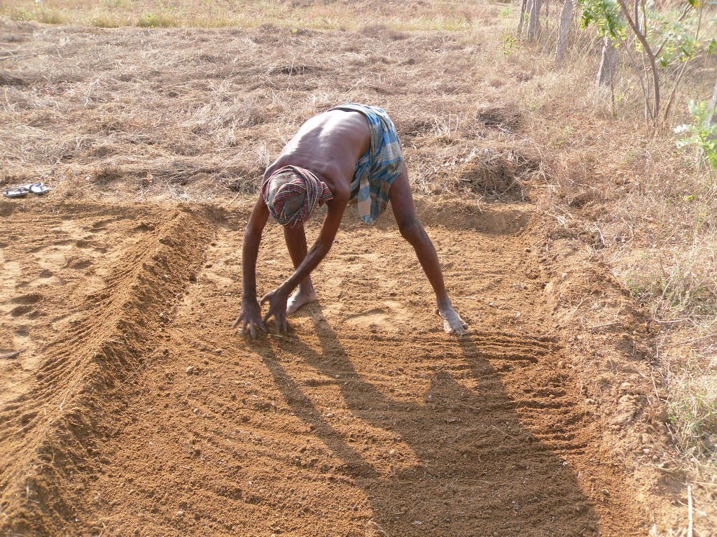 Farm, yeah: ragi crop - experiences
