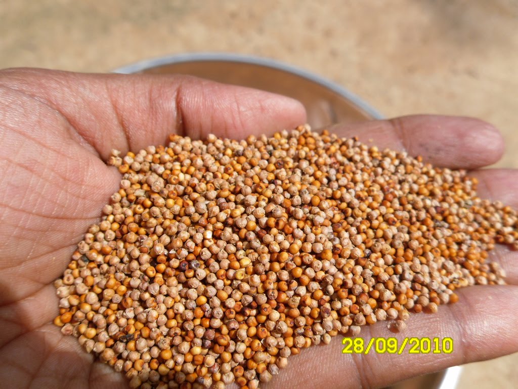 Farm, yeah: ragi - processing and onwards