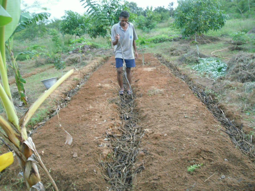 Farm, yeah: trench and mound for vegetables